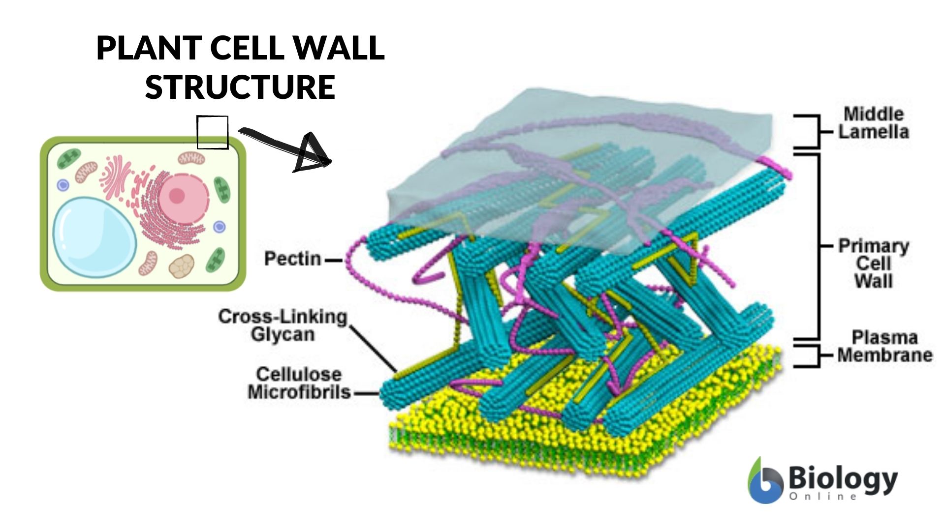 Cell wall Definition and Examples - Biology Online Dictionary