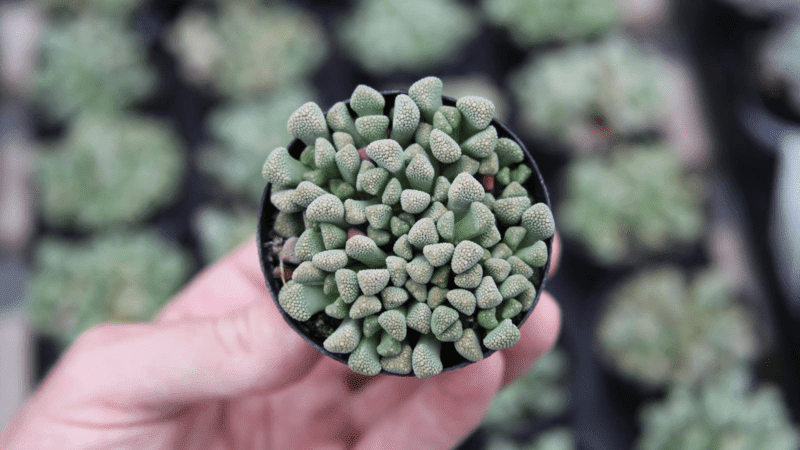 Mimicry Definition and Examples - Biology Online Dictionary