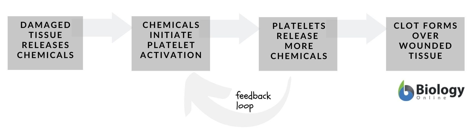 Positive Feedback Loop Examples