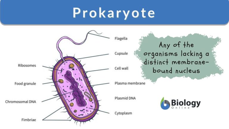 Cell - Definition and Examples - Biology Online Dictionary