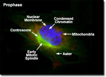 Prophase - Definition and Examples - Biology Online Dictionary