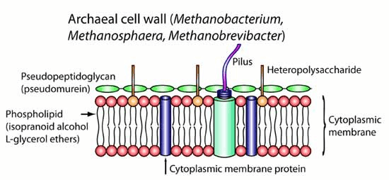 Archaea Definition And Examples Biology Online Dictionary