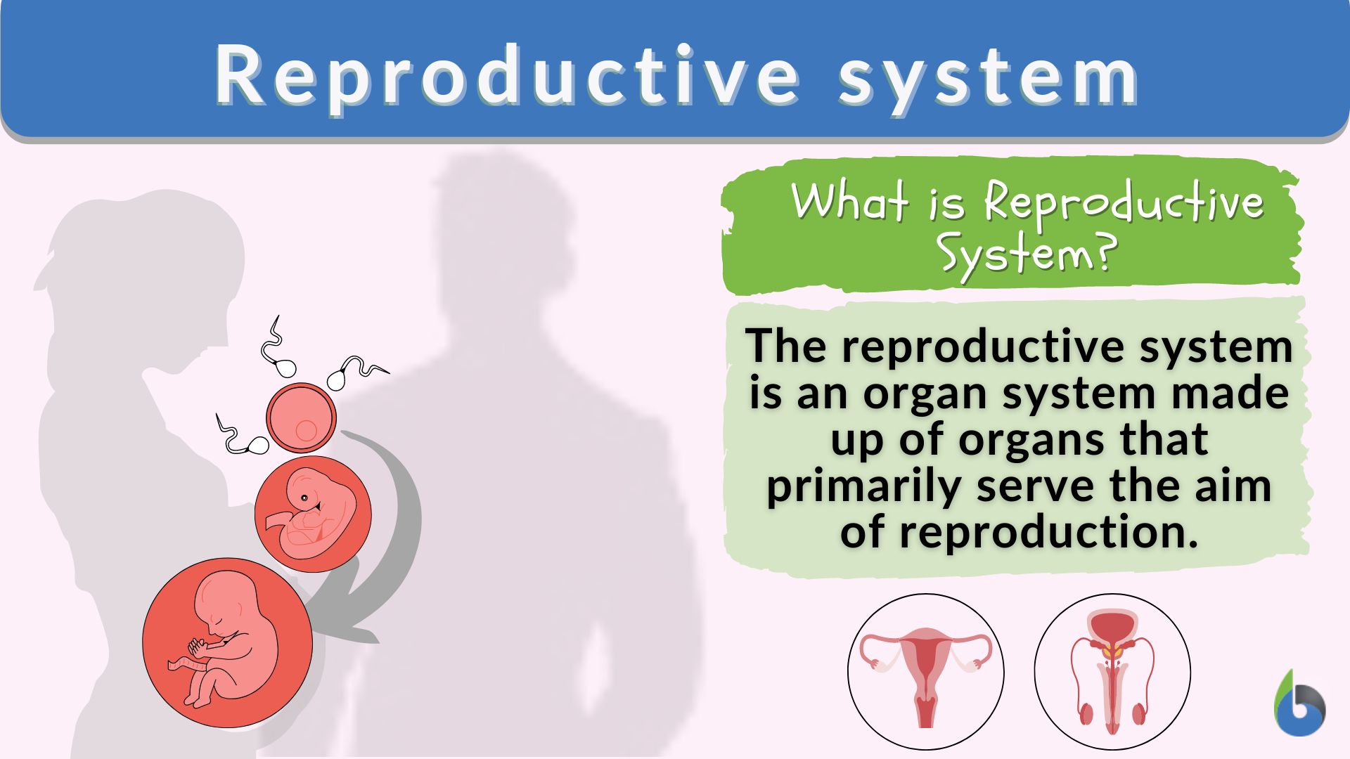 Reproductive system - Definition and Examples - Biology Online Dictionary