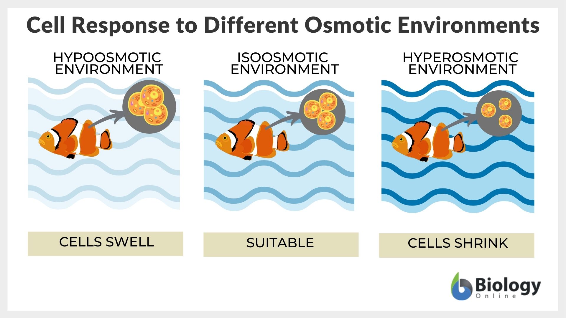 Osmotic Pressure In Cells