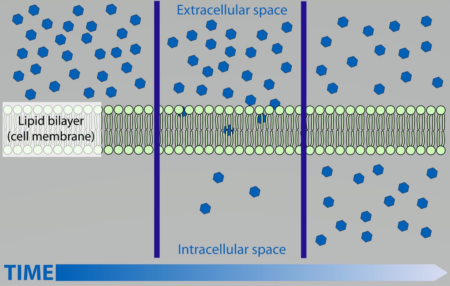 Simple Diffusion - Definition and Examples - Biology Online Dictionary