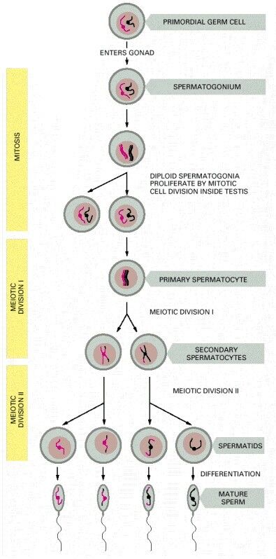 Meiosis Definition Stages Function And Purpose Meiosis