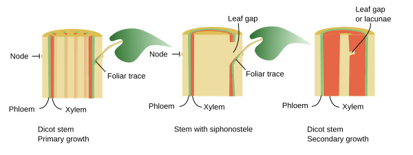 Lacuna Definition and Examples - Biology Online Dictionary
