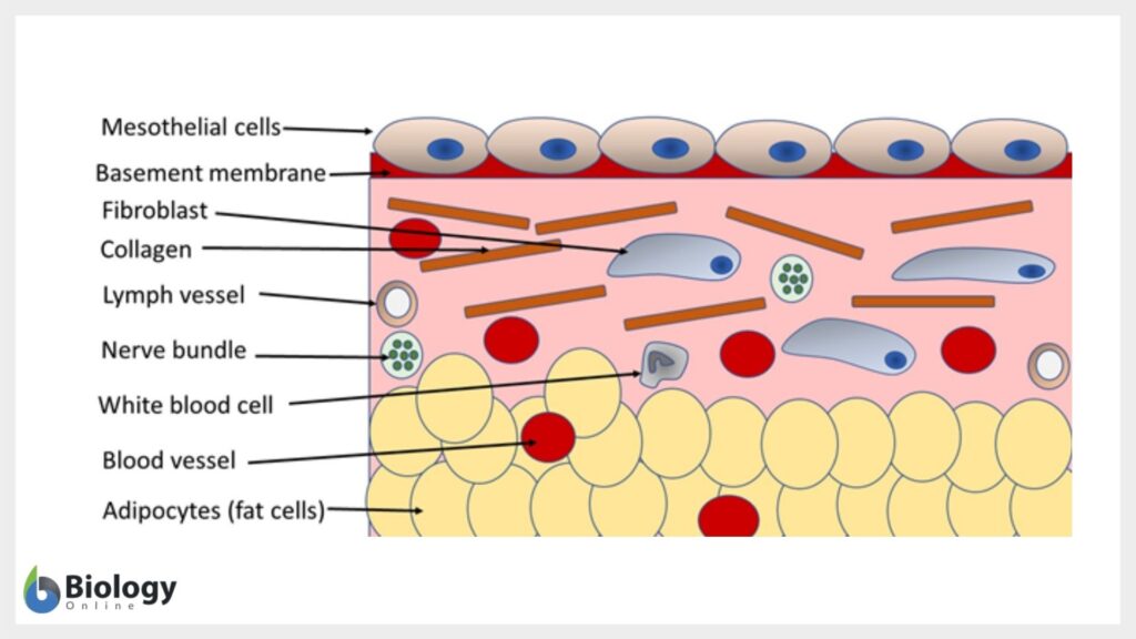 Epithelial Cell Structure Zoology For High Schools And Colleges.