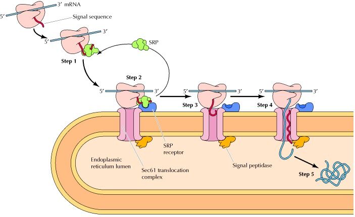 Rough Endoplasmic Reticulum Rough Endoplasmic Reticulum: Definition,
