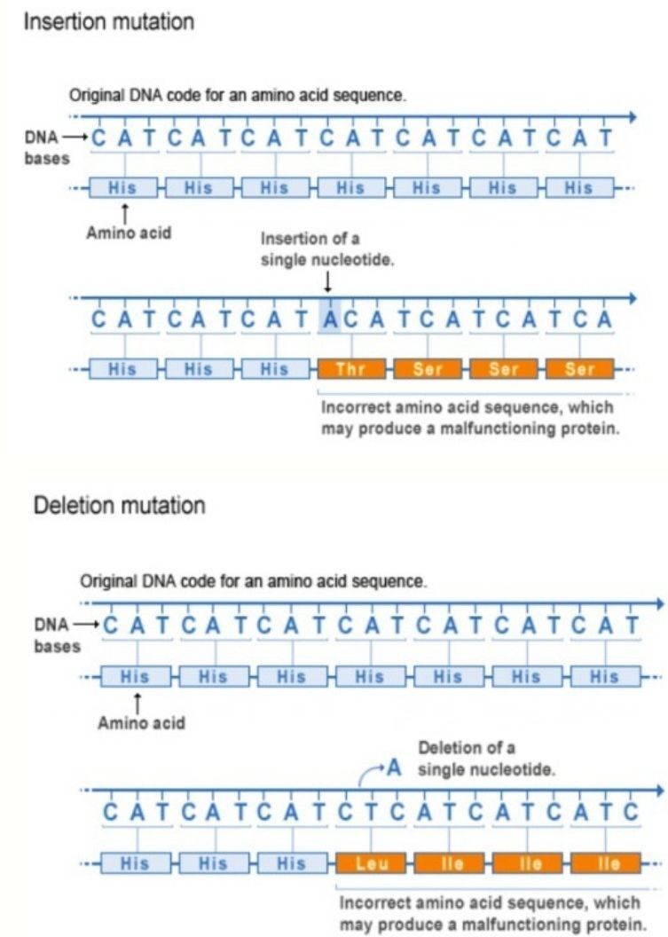 Mutation Frameshift