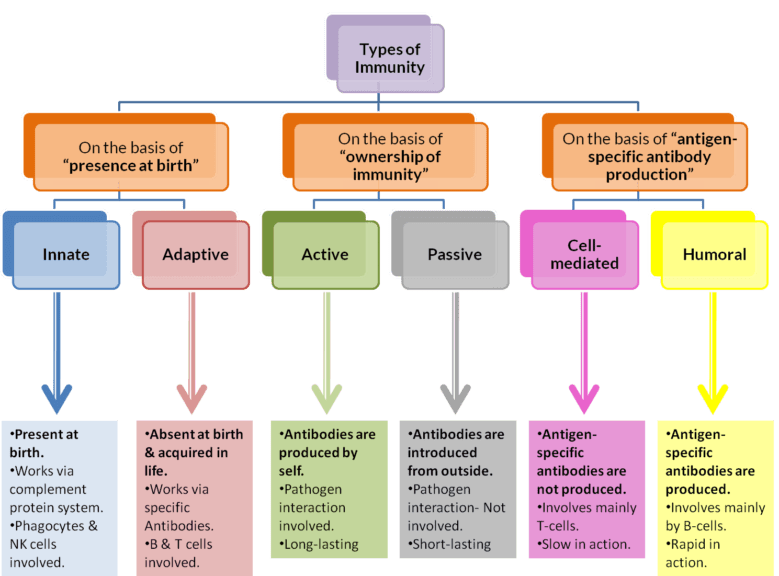 Humoral Immunity Flow Chart