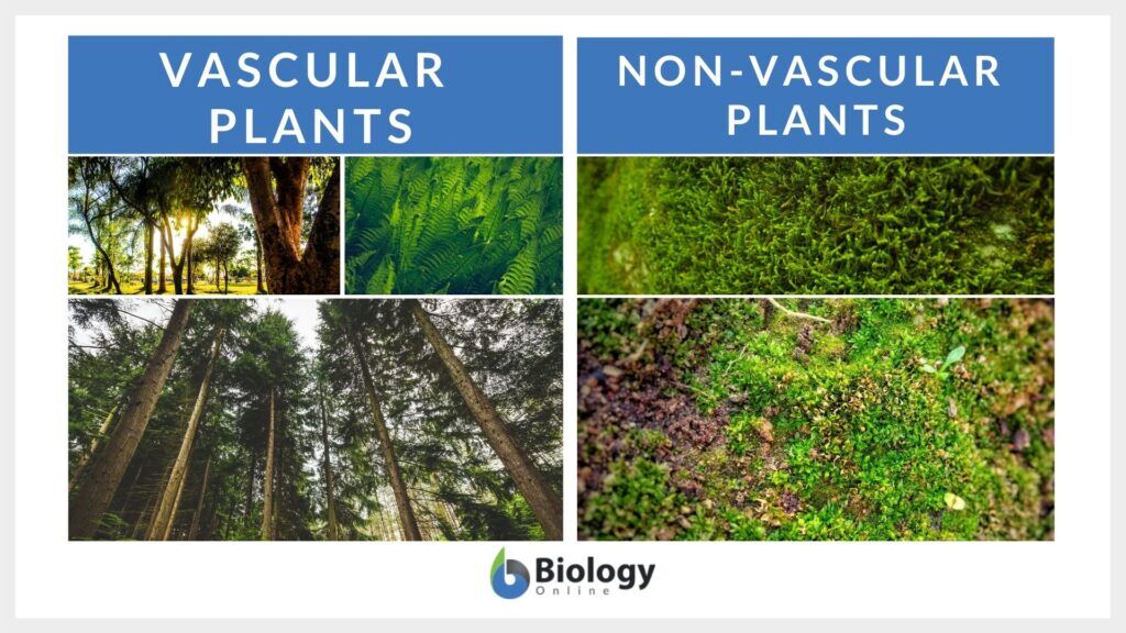 Vascular Vs Nonvascular Plants Worksheets Vascular And Nonvascular