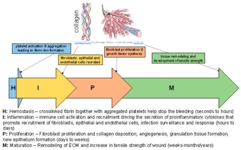 Fibroblast - Definition and Examples - Biology Online Dictionary