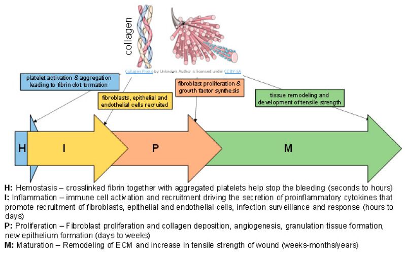 Fibroblast - Definition and Examples - Biology Online Dictionary