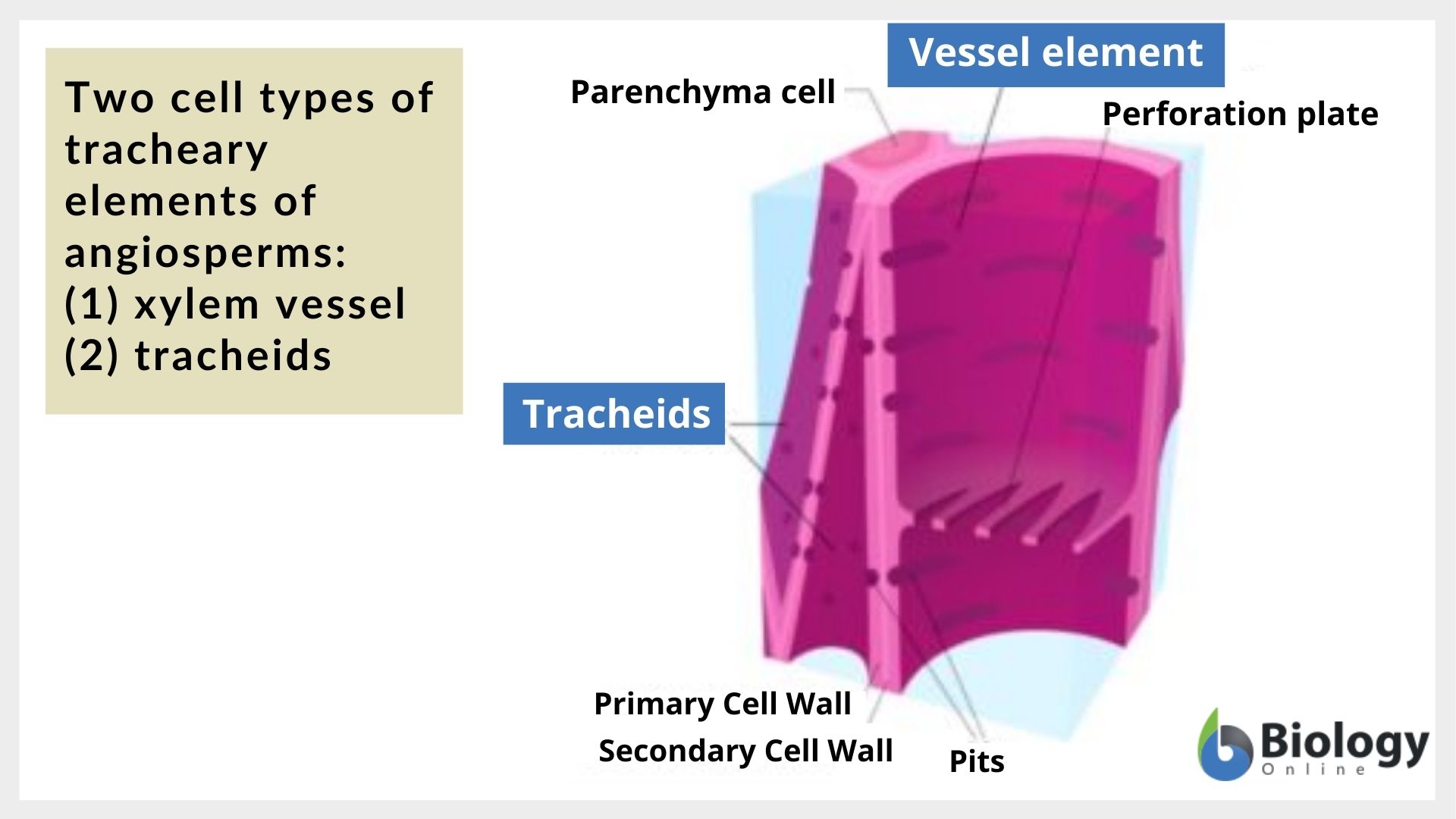 Simple Xylem Vessel Diagram