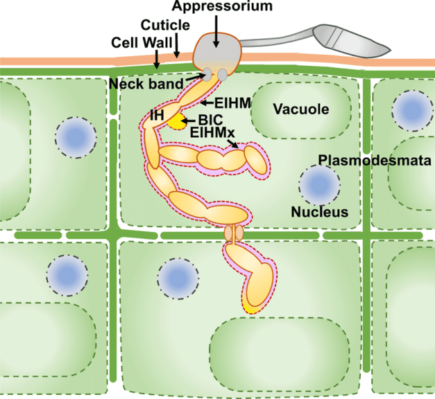 Turgor pressure - Definition and Examples - Biology Online Dictionary