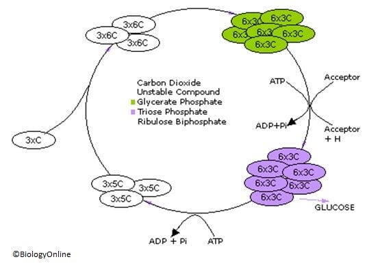 Calvin Cycle Blank Diagram PHOTOSYNTHESIS SUMMARY SHEET 1. Draw And