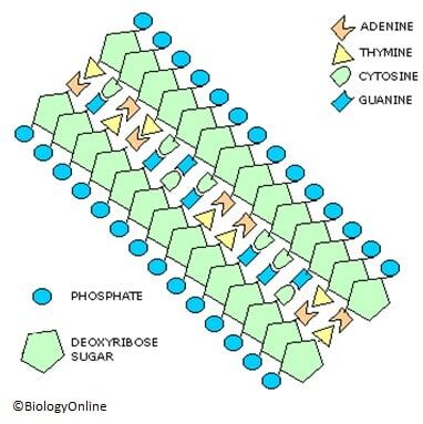 Labeled Dna Molecule