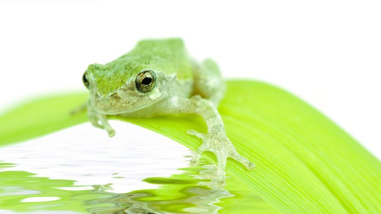 Loculation Definition and Examples - Biology Online Dictionary