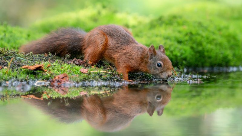 Particulate inheritance Definition and Examples - Biology Online Dictionary