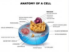 Cellular Definition and Examples - Biology Online Dictionary