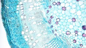 Obligate Definition and Examples - Biology Online Dictionary