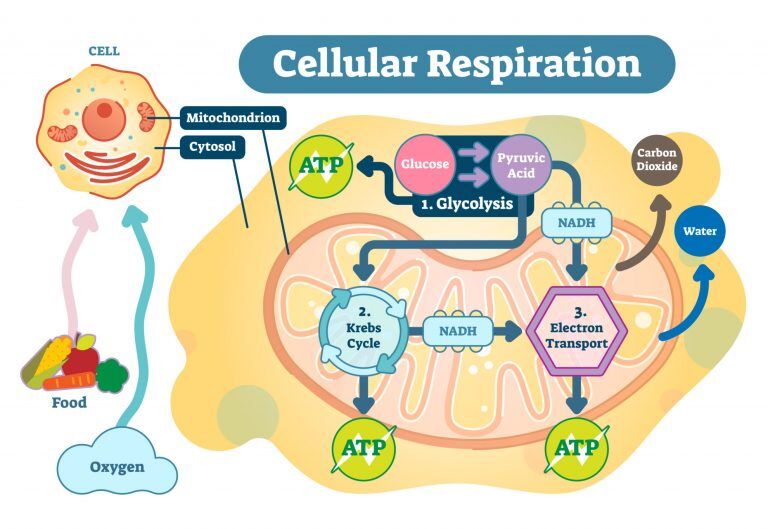 Cellular Respiration Cycle Cellular Respiration: Glycolysis, Krebs