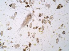 Plankton - Definition and Examples - Biology Online Dictionary