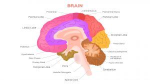 Neurology Definition and Examples - Biology Online Dictionary