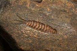 Transition mutation Definition and Examples - Biology Online Dictionary