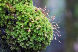 Poles Definition and Examples - Biology Online Dictionary