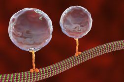 Cytosol Definition and Examples - Biology Online Dictionary