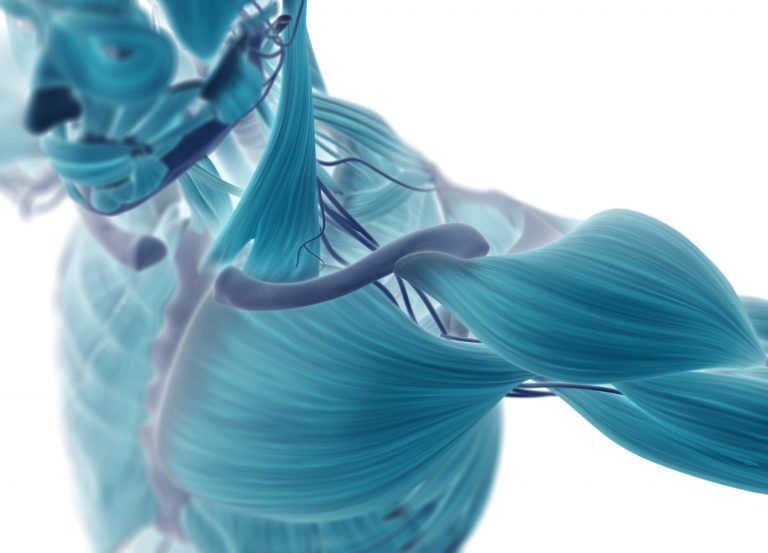 Muscle - Biology Online Tutorial