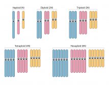 Triploid Definition and Examples - Biology Online Dictionary