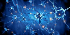 Relay neuron Definition and Examples - Biology Online Dictionary