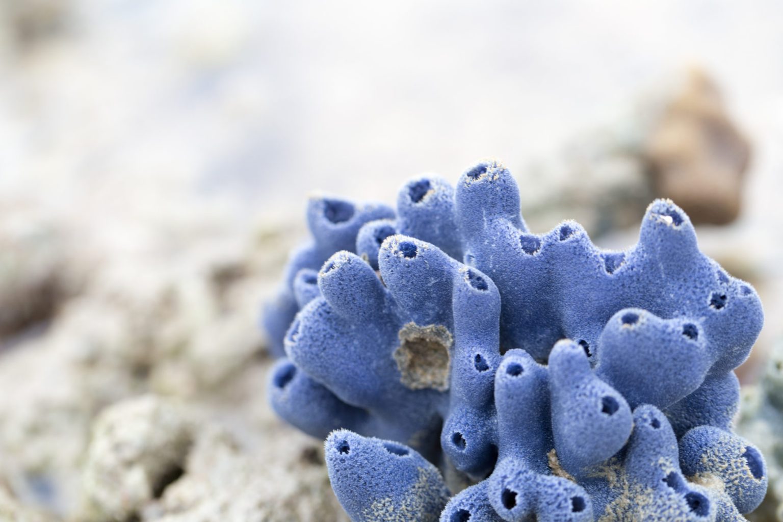 The Origins of Life - Biology Online Tutorial