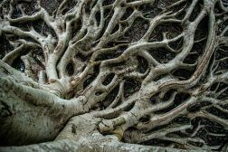 Root Hair Definition and Examples - Biology Online Dictionary