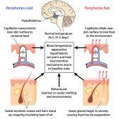 Regulation Definition and Examples - Biology Online Dictionary