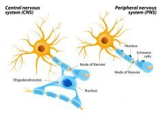 Myelin Definition and Examples - Biology Online Dictionary