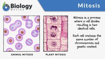 Interphase Mitosis Slide