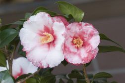 Genetic locus Definition and Examples - Biology Online Dictionary