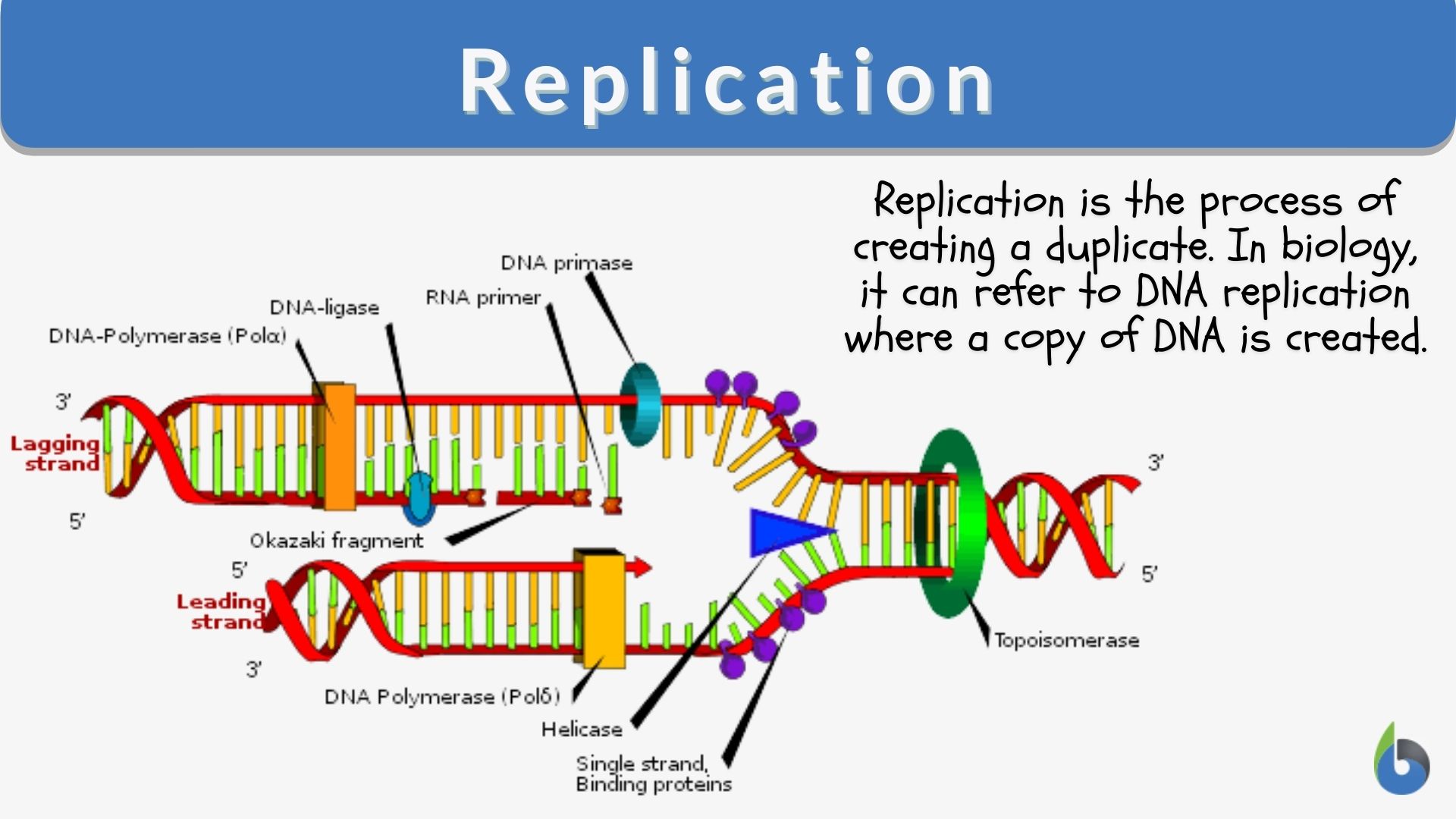 Replication - Definition and Examples - Biology Online Dictionary
