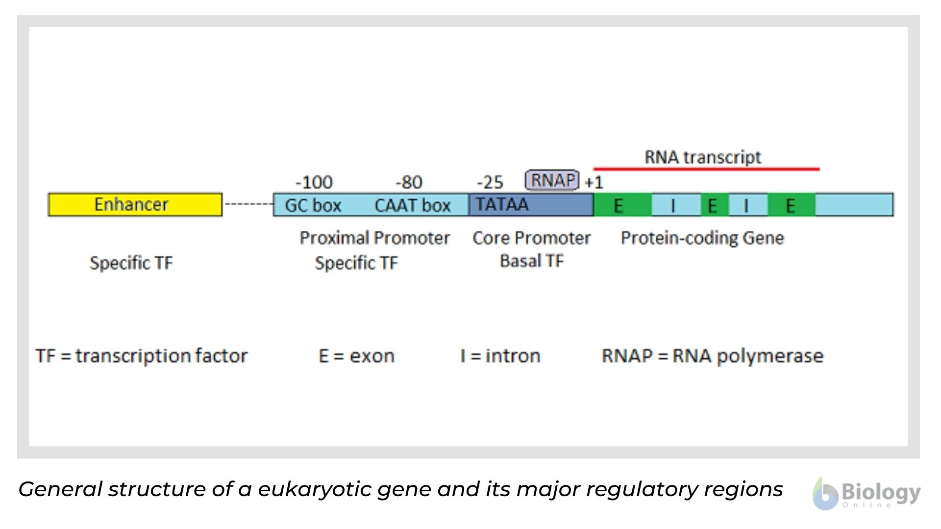 Gene Regulation in Eukaryotes - Biology Online Tutorial