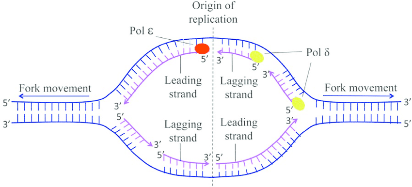Replication - Definition and Examples - Biology Online Dictionary