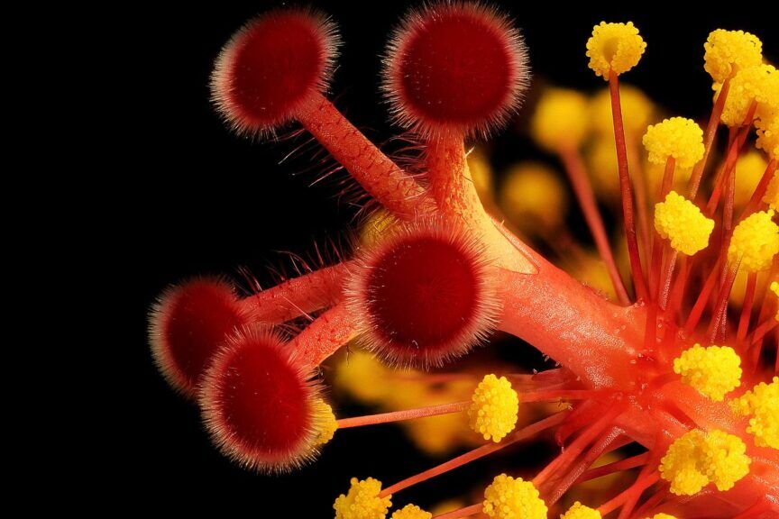 Cohesion Definition And Examples Biology Online Dictionary