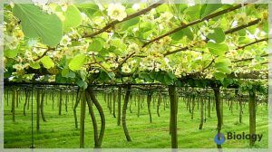 Control Definition and Examples - Biology Online Dictionary