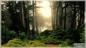 Zonation Definition and Examples - Biology Online Dictionary