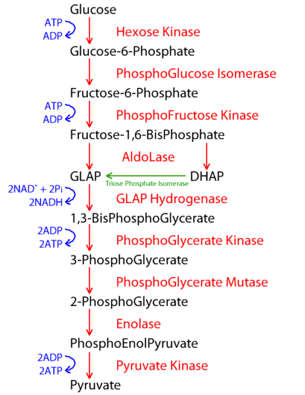 Glycolysis Chemical Biology 481 With Graves At Brigham