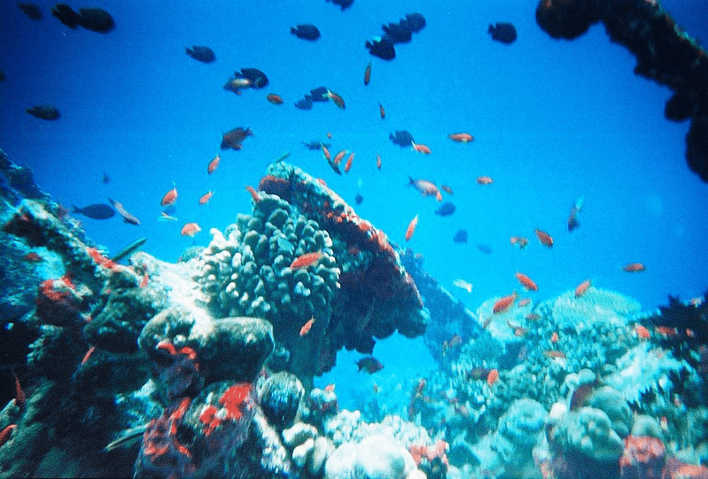 Environment - Definition and Examples - Biology Online Dictionary
