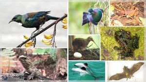 Fauna Definition and Examples - Biology Online Dictionary